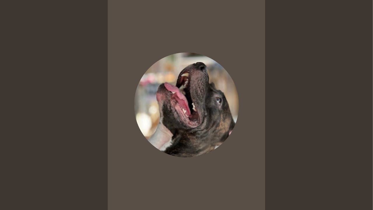 My dog is my world - YouTube