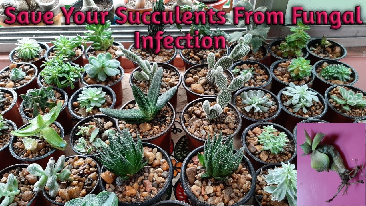Fungal infection of Succulent | Succulent care | Fungal treatment of ...