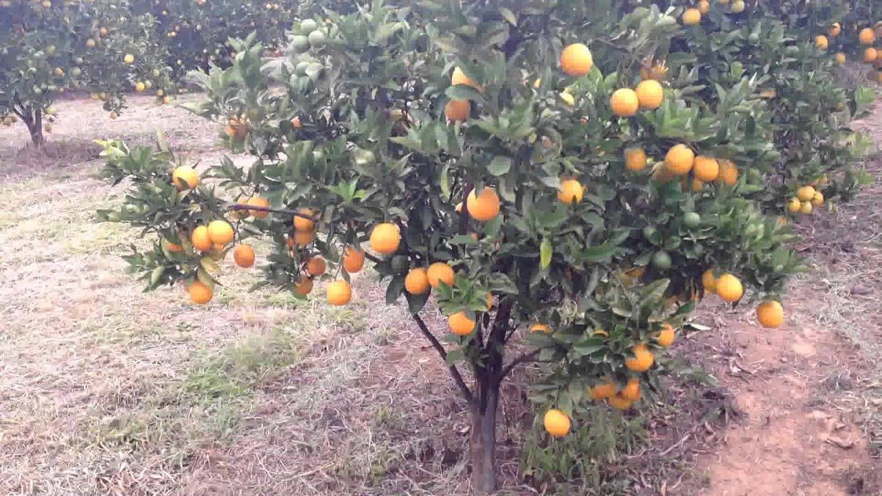 Pomar Citrus Laranja - YouTube