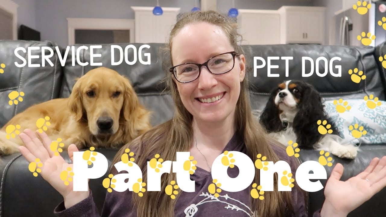 How My Life with My Dogs Has Changed | Dog Update Video Part One - YouTube
