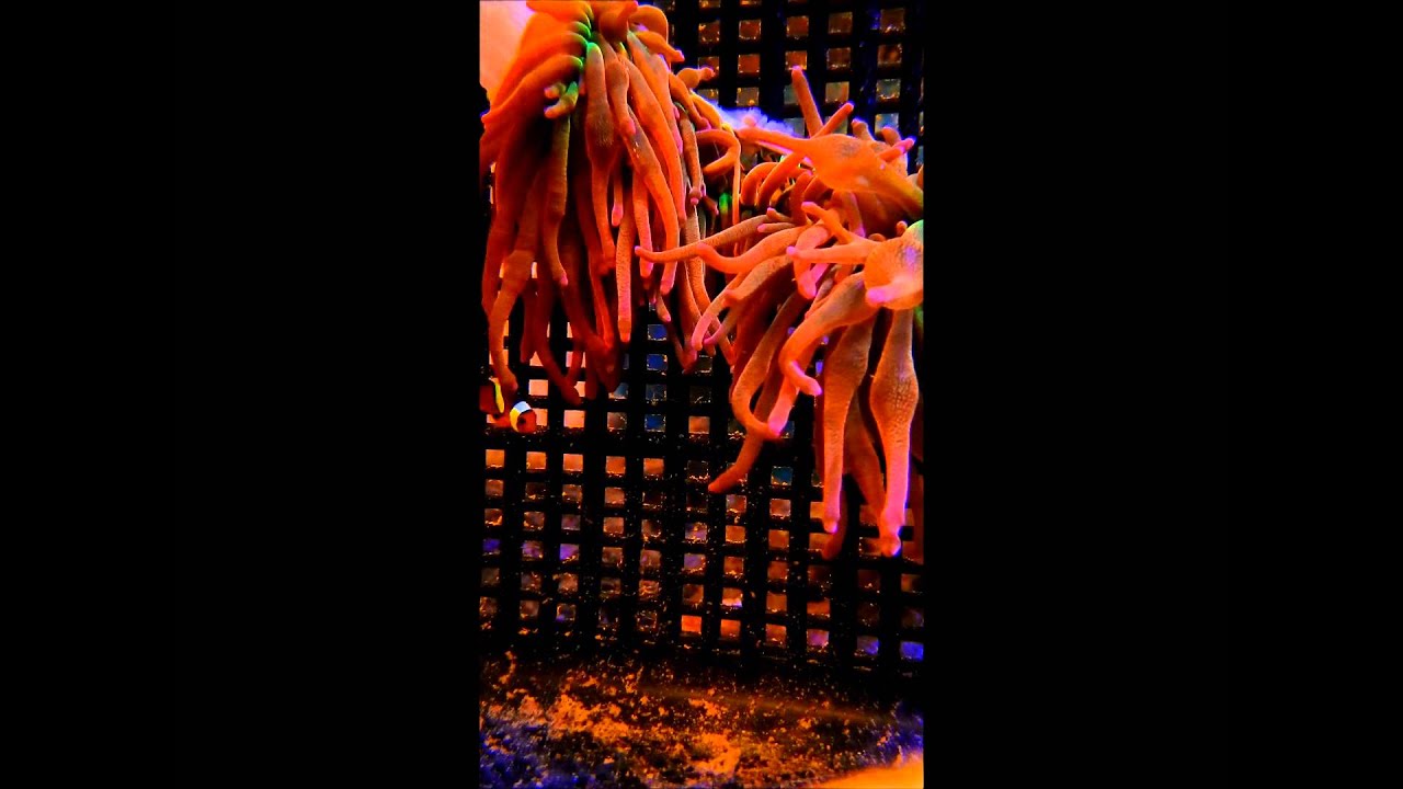 Rainbow Rose Bubble Tip Anemone Splitting - YouTube