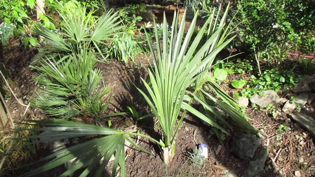 Sabal minor Palms in a northern zone - YouTube