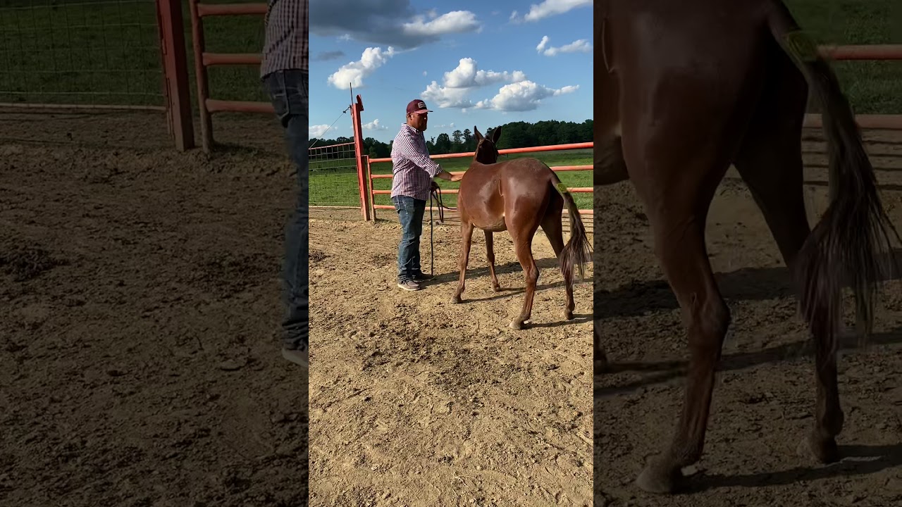 TSP LOT#1910 - Arab/Mule - Mare - 2YO - $700 - YouTube