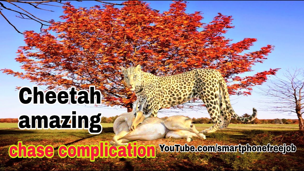 Amazing cheetah compilation / Cheetah hunting Deer / cheetah the faster ...