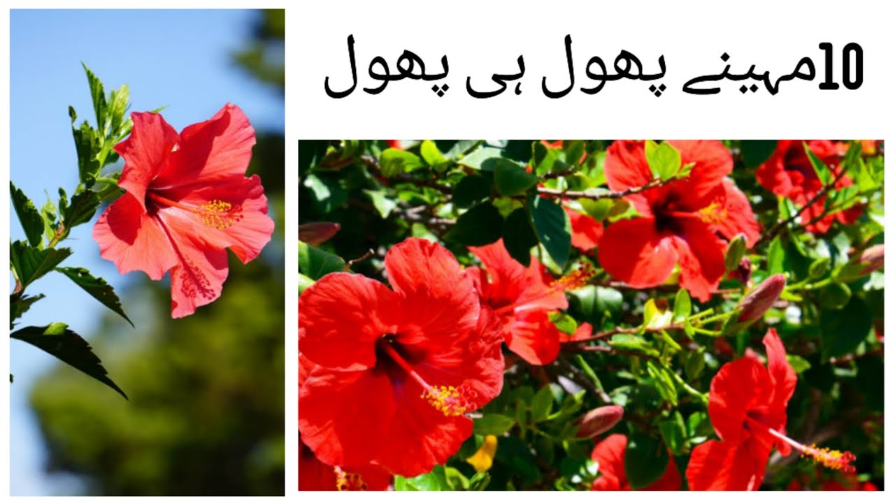 Gulharr Hibiscus 🌺 is the best flowering plant for summers 🌞 #beautiful ...