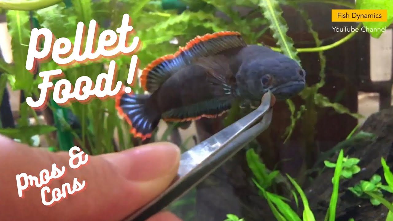Pros And Cons of Feeding Pellets | Beginner’s Guide To Fishkeeping # ...