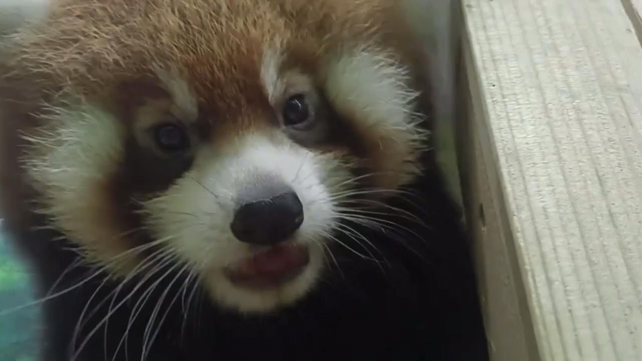 mashu is really so cute 【red panda】【cute】 - YouTube