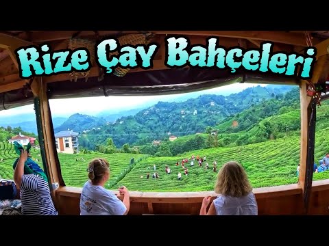 Rize Çay Bahçeleri Ziyaretimiz / Çeçeva - Çayeli