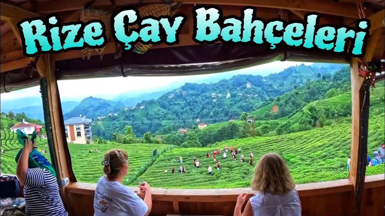 Rize Çay Bahçeleri Ziyaretimiz / Çeçeva - Çayeli - YouTube