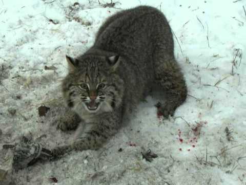 Bobcat in foothold trap - YouTube