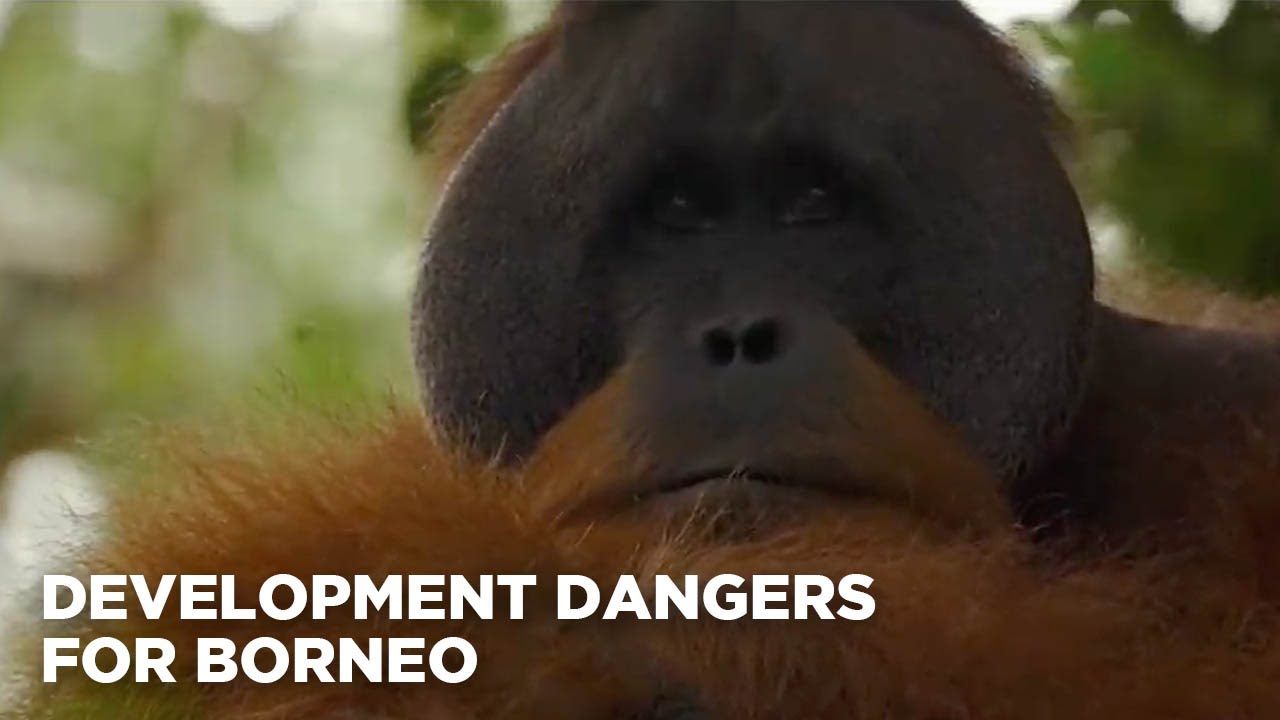 Development dangers for Borneo - YouTube