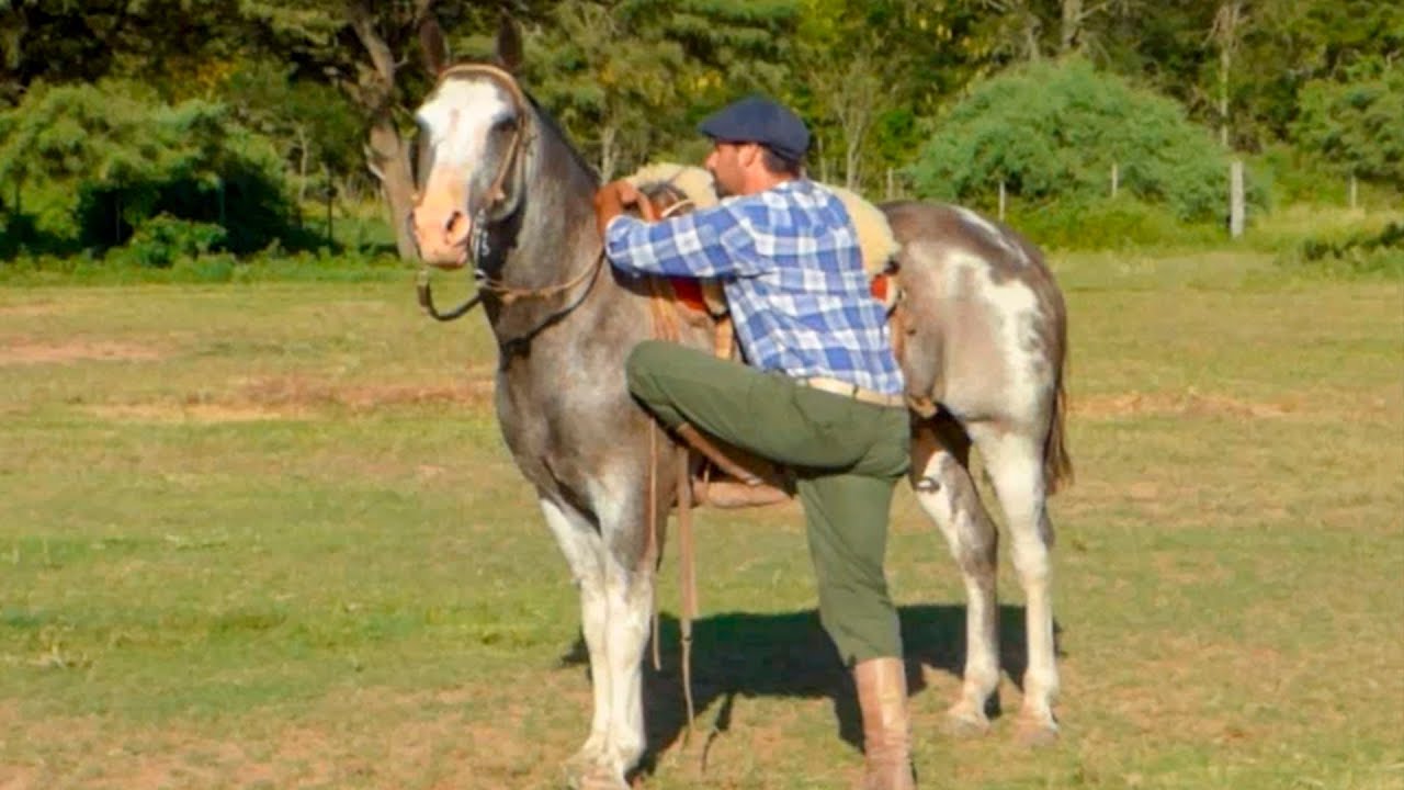 Caballo overo azulejo muy manso y sano - $330.000 - LOSEQUINOS.COM ...