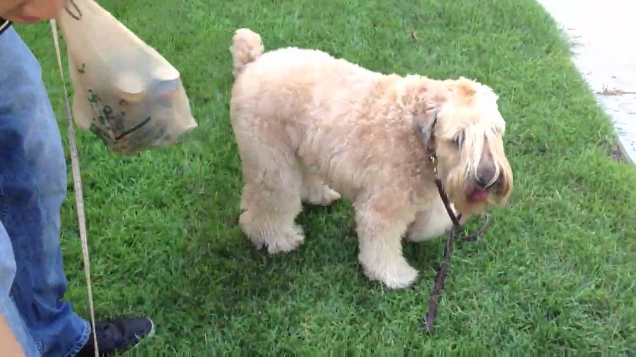 Wheaten Terrier, Miniature Schnauzer, and Chihuahua playing together ...