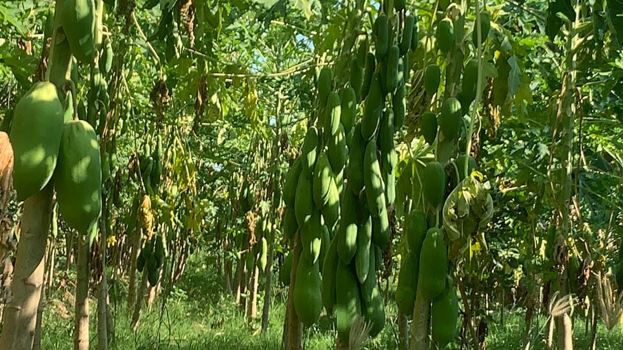 papaya planting,fruit tree | interior design ideas low budget - YouTube