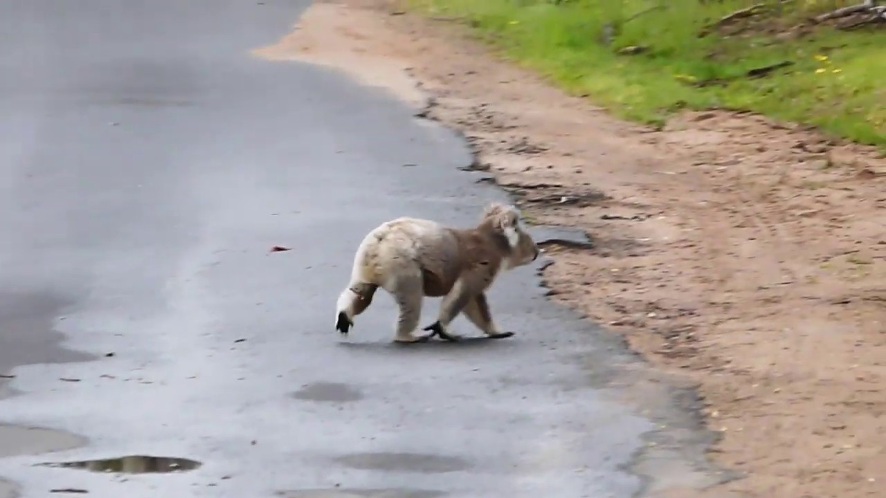 Wild Koala walking - YouTube