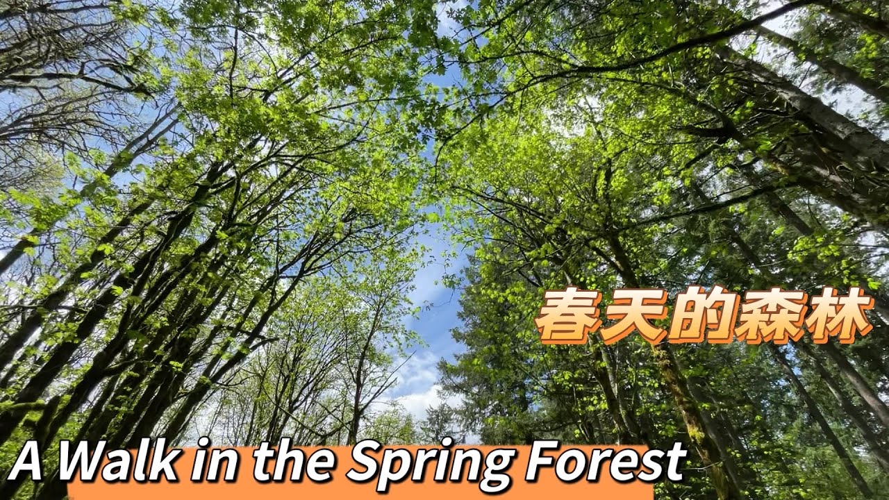 A Walk in the Spring Forest 春天的森林 - YouTube
