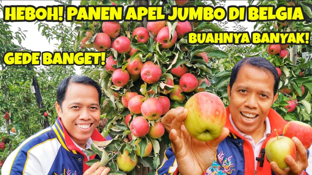 KALAP! PETIK APEL JUMBO MERAH DAN HIJAU SEPUAS PUASNYA DI BELGIA - YouTube