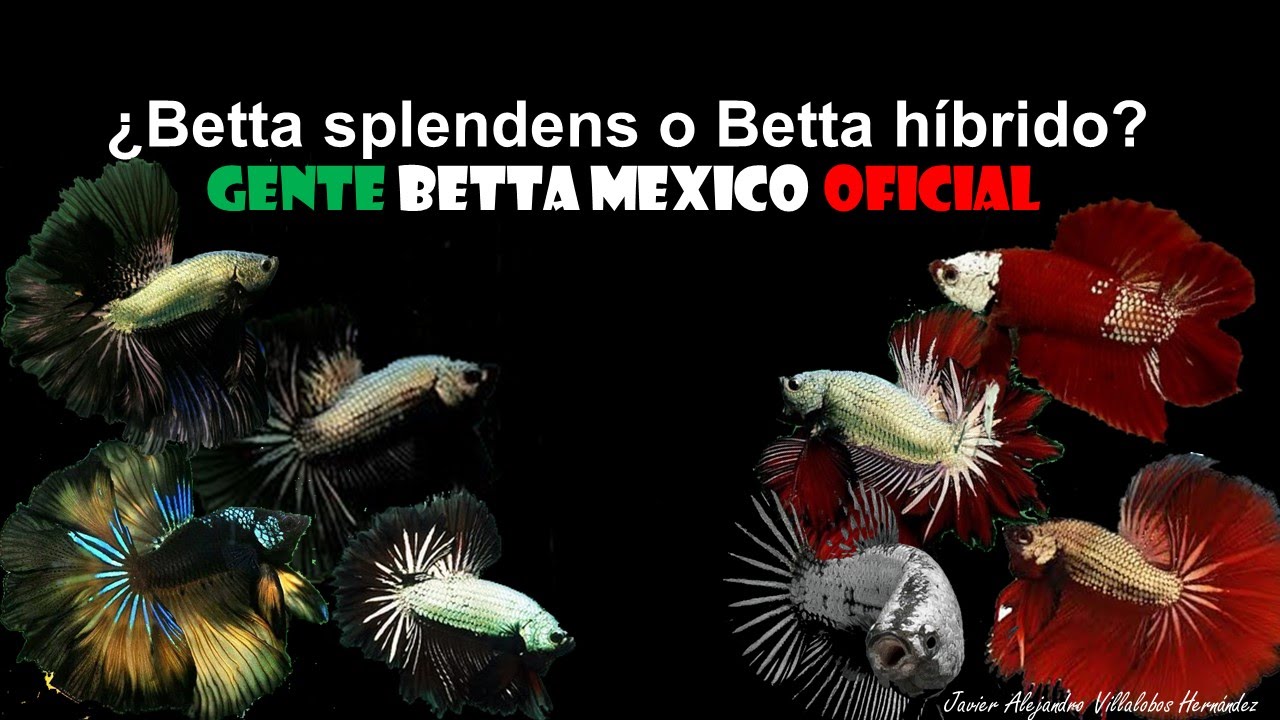 GENTE BETTA MEXICO OFICIAL-Nuestros peces Betta splendens son hibridos? - YouTube