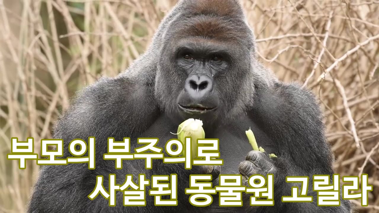 부모의 부주의로 인해 사살된 안타까운 동물원 고릴라 하람비 Harambe Gorilla - YouTube