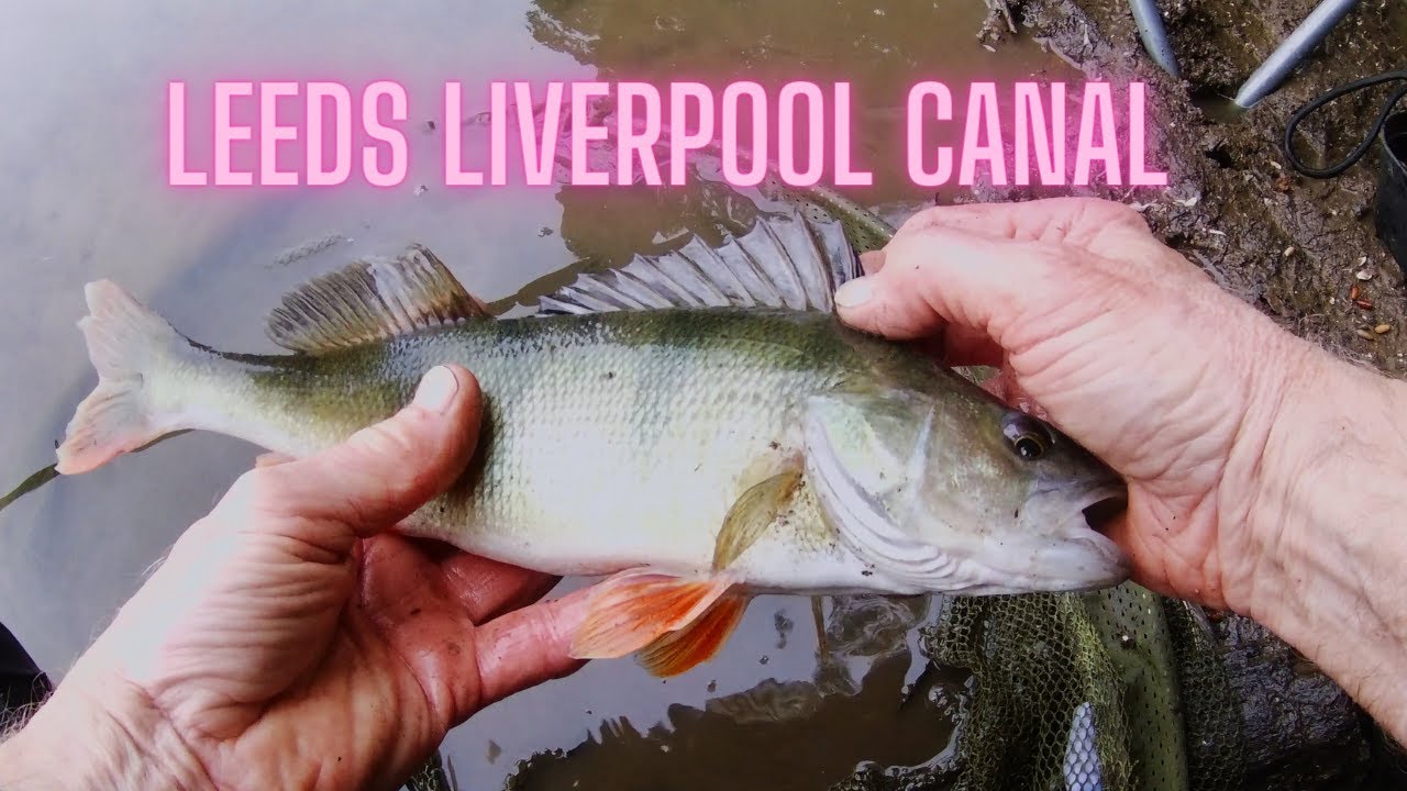 Canal perch by fly and float! - YouTube