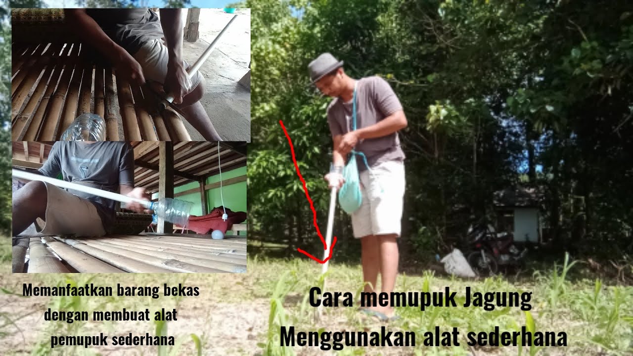 MEMUPUK TANAMAN JAGUNG || MENGGUNAKAN ALAT SEDERHANA - YouTube