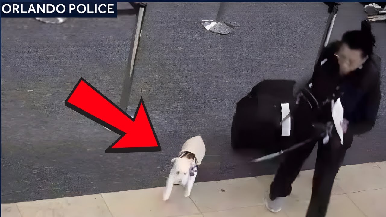 Evil Woman drowns dog in Florida Airport bathroom after denied boarding ...