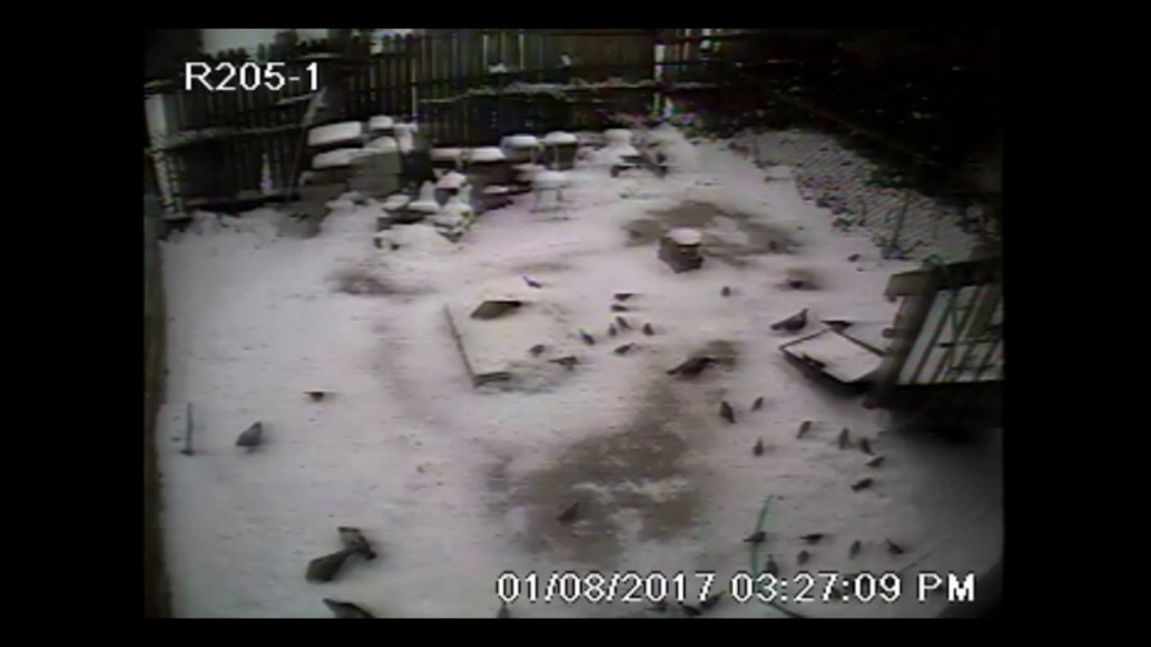 HAWK ATTACKING AND KILLING A BIRD - YouTube