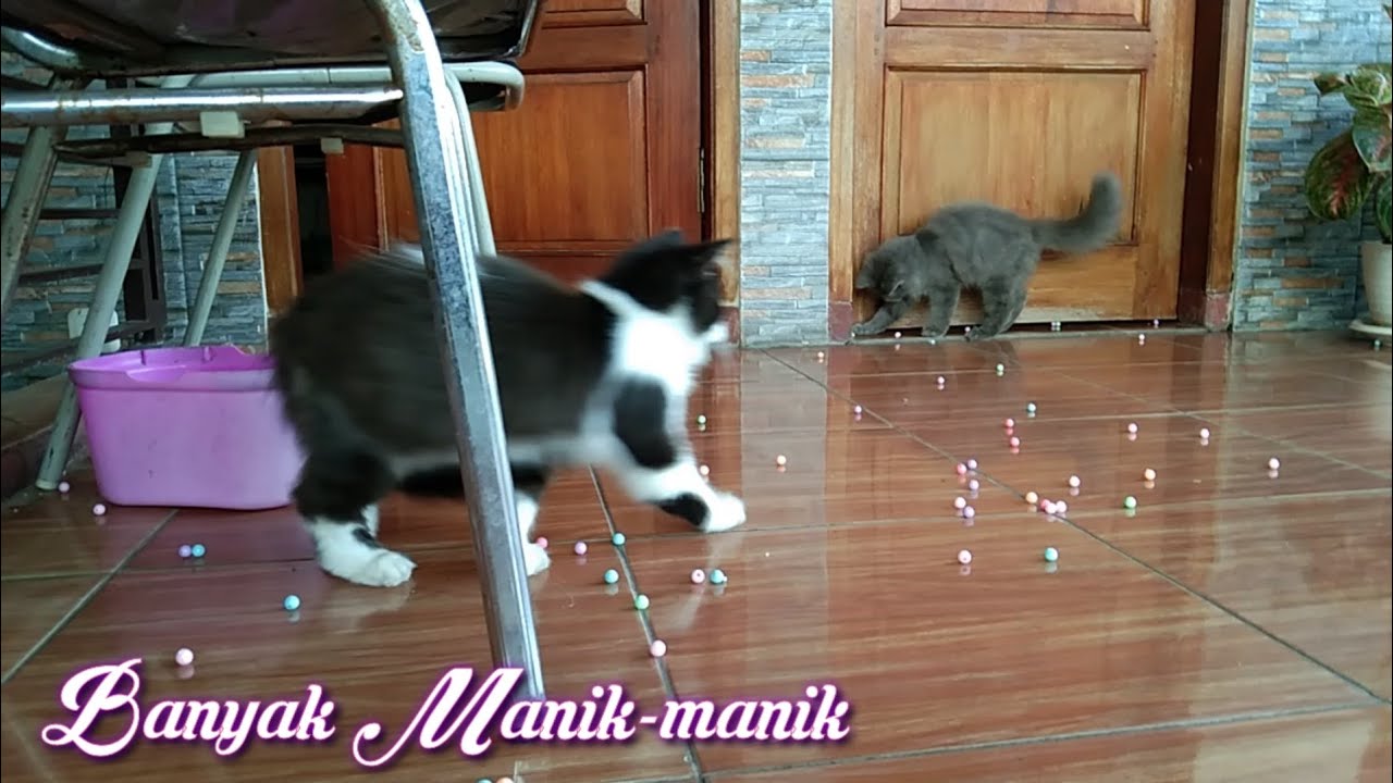Kucingku asyik banget mainnya - YouTube