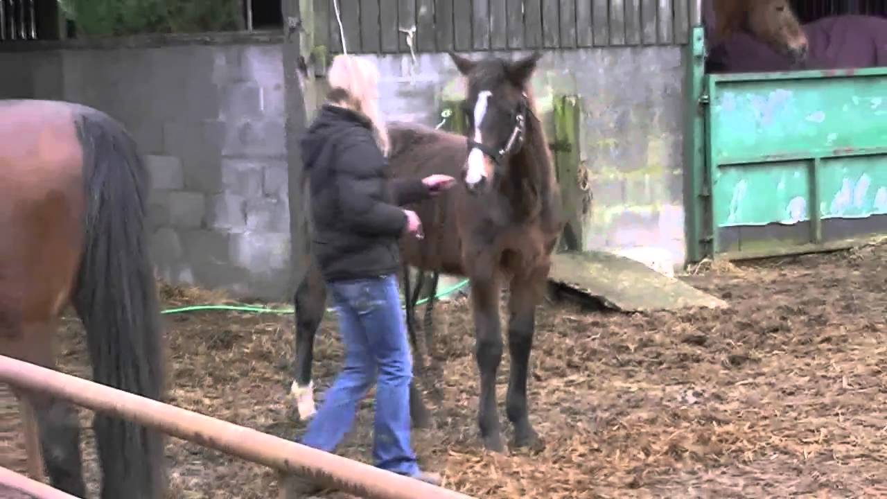 Handling a weanling colt - YouTube