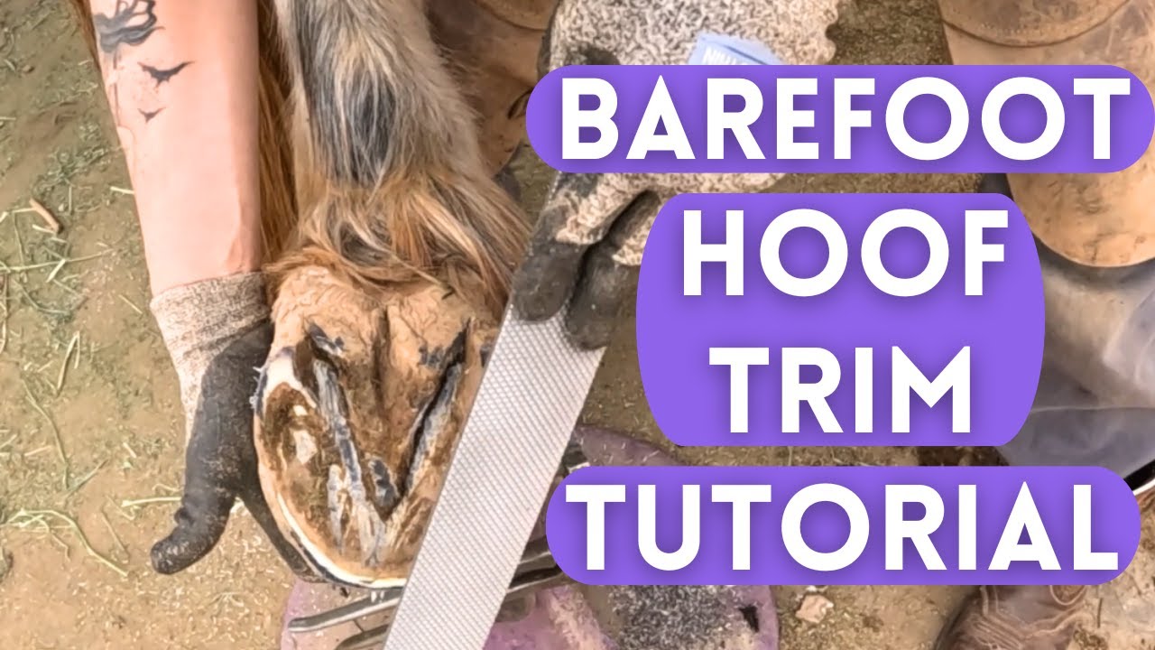 HORSE OWNERS: Hoof Trim Process - YouTube