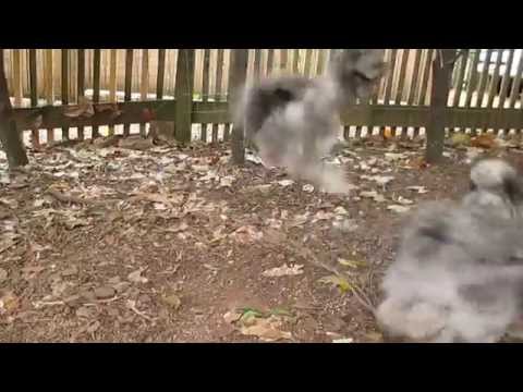 Silkie Chickens: fighting or mating? - YouTube