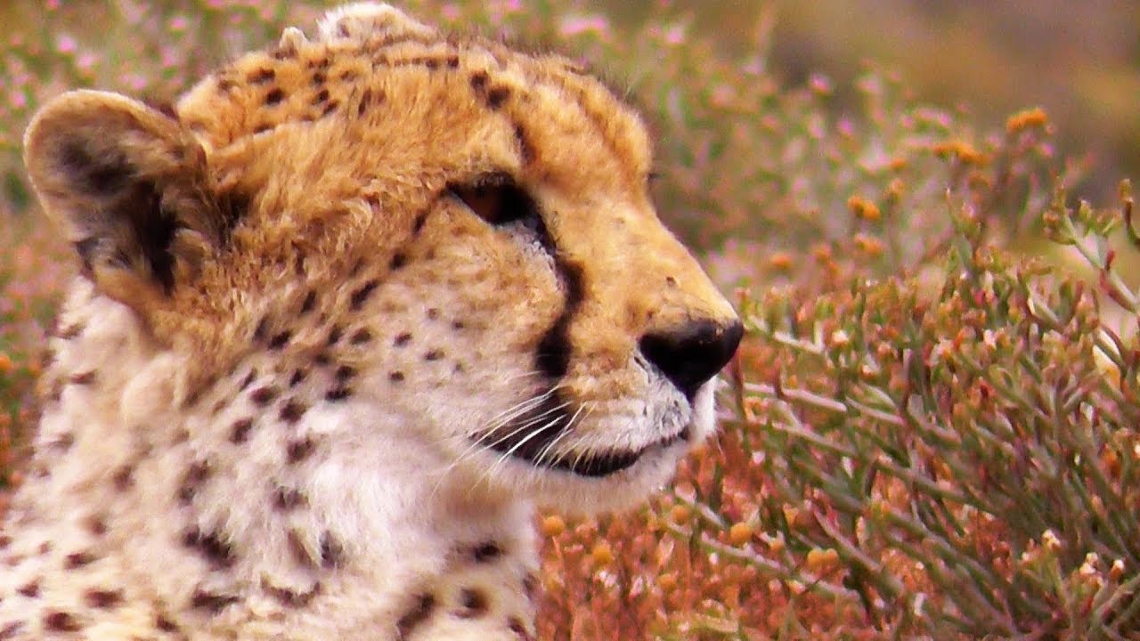 Great Wildlife in Ankes World - my best moments with animals - YouTube