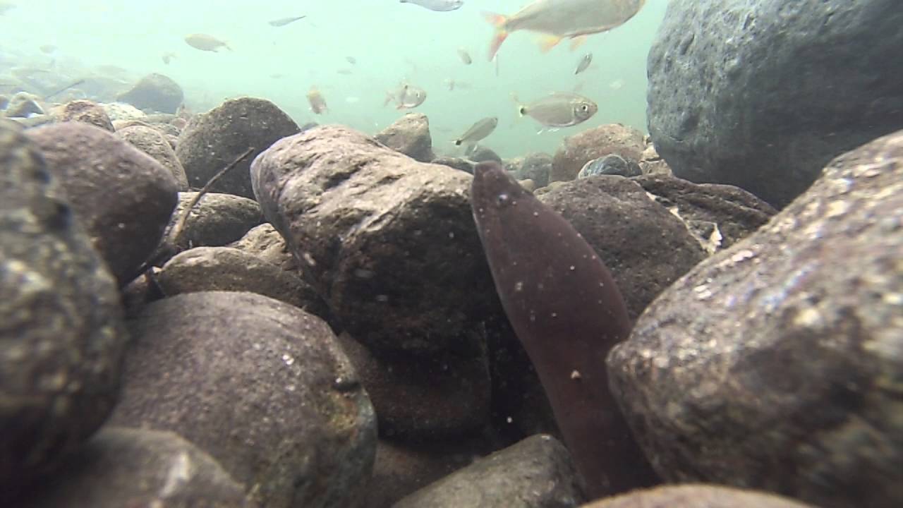 Synbranchus marmoratus - YouTube