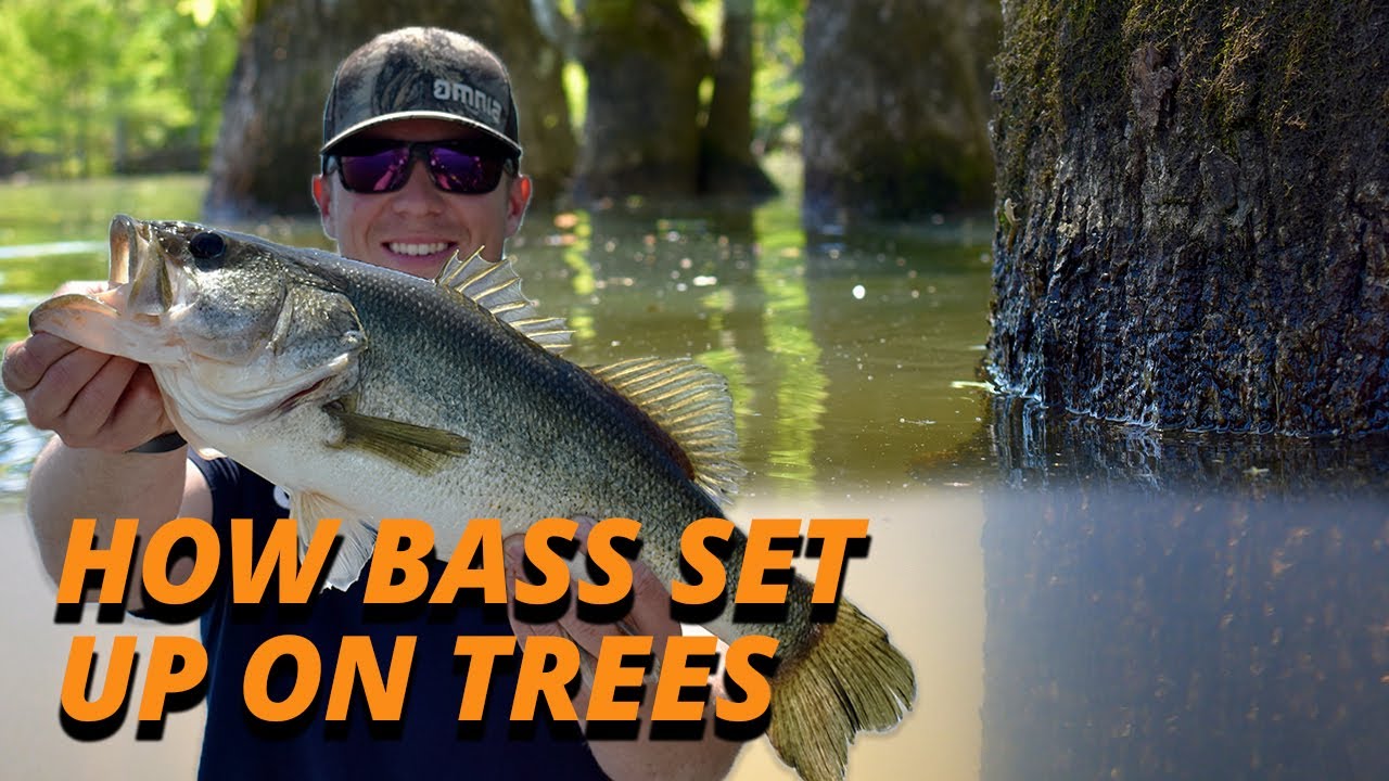 How Bass Set Up on Trees w/ Patrick Walters - YouTube