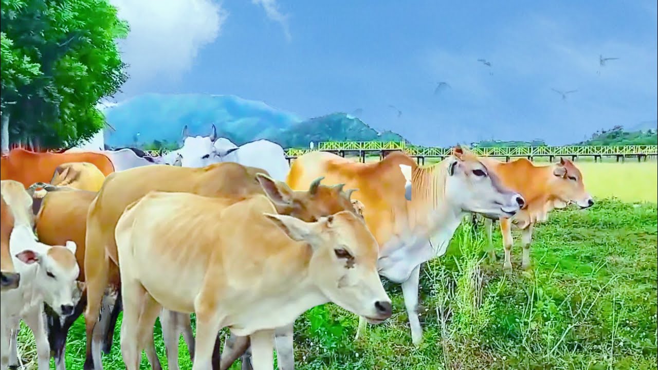 Video Kawanan lembu sapi kampung yang sedang berjalan di sawah menuju ...
