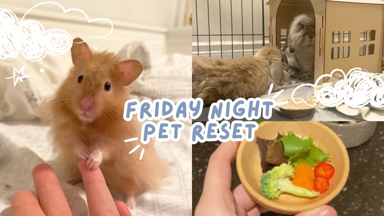 Friday night pet reset || 2 rabbits + hamster - YouTube