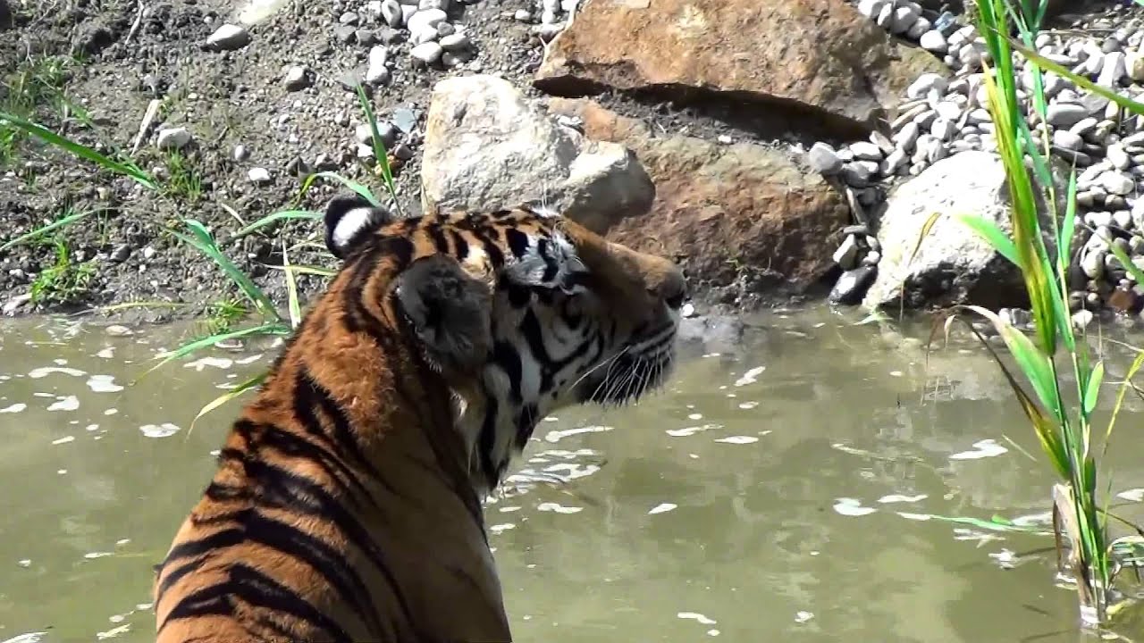 Im Reich der Tiger (ZOOM Erlebniswelt Gelsenkirchen) - YouTube