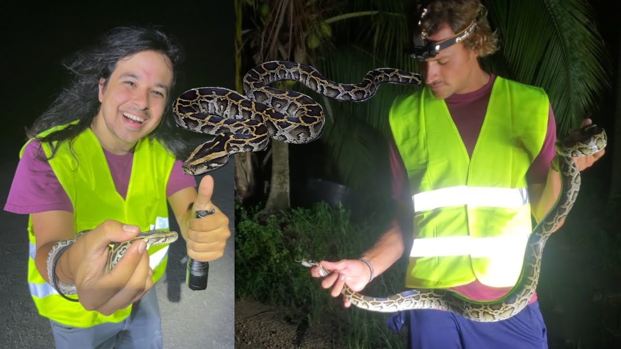 We Caught 18 Burmese Pythons In TWO Nights from South Florida - YouTube