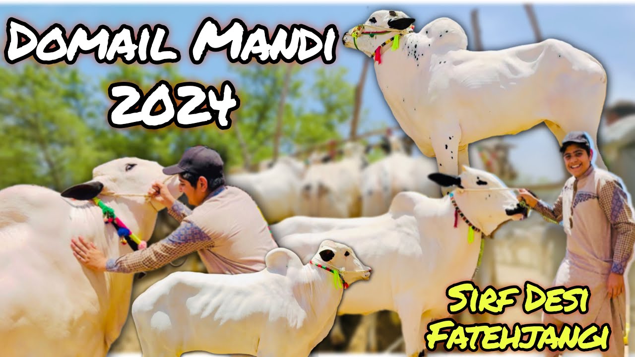 Domail Mandi 2024 Detail Visit😍| Vip and Desi Fatehjangi🐂| Dani Vlogs ...
