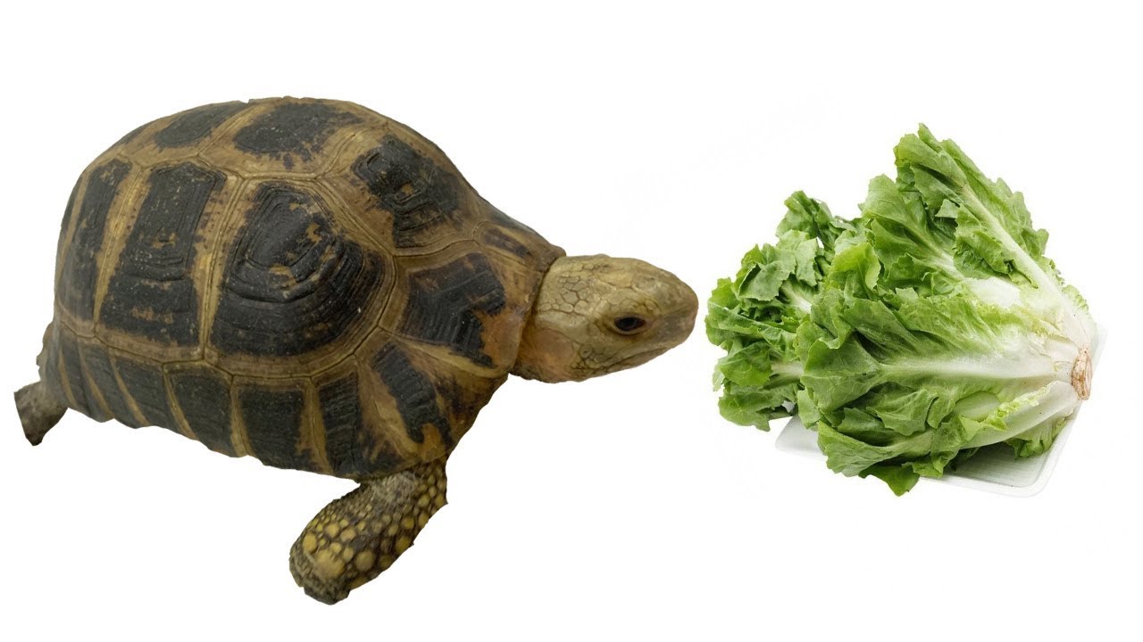 Turtles Love Vegetables - Turtles Fun - YouTube