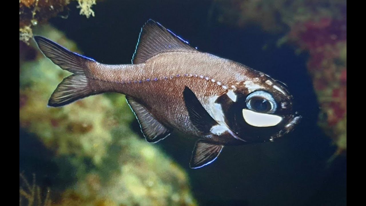 Cá đèn pin (Flashlight fish) - 1 dòng cá nước mặn vô cùng độc đáo và ...