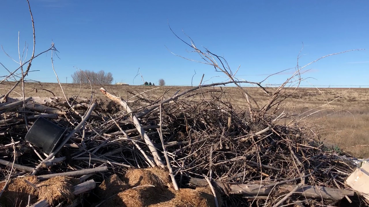 Hunting sparrows. - YouTube