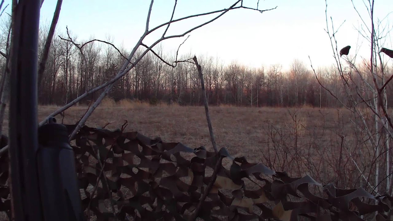 crow hunting the bum camp part 1 3/21/15 - YouTube