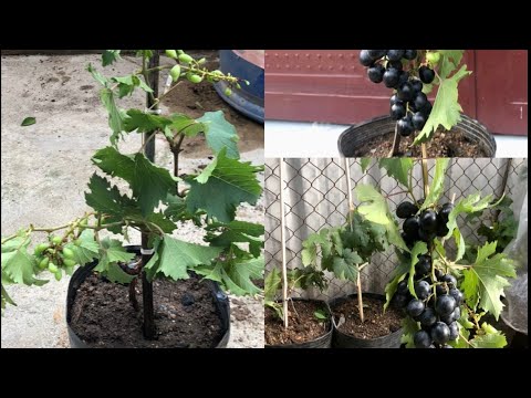 How to grafting Grape get more fruitful - YouTube