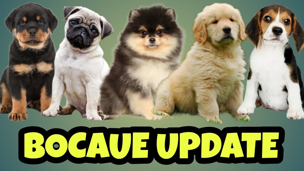 BOCAUE UPDATE: CHINESE SHAR PEI, CHIHUAHUA TEACUP SOBRANG LIIT AT ...
