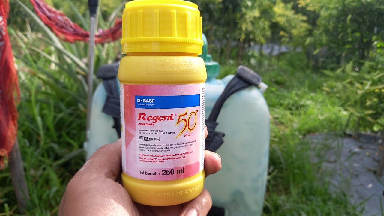 manfaat insektisida Regent merah pada tanaman - YouTube