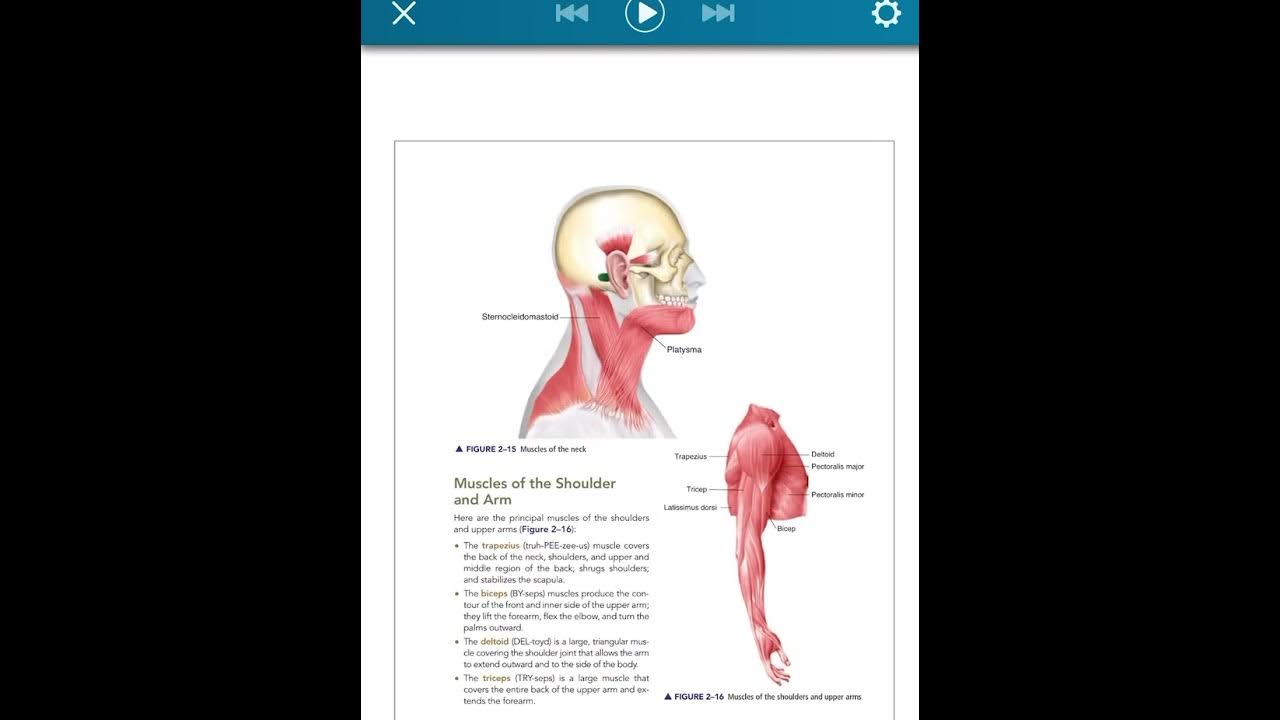 Esthetician Chapter 2 Anatomy And Physiology Part 2 Youtube