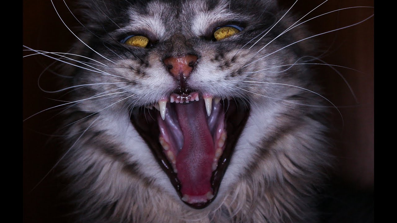 Funny cat fight - YouTube