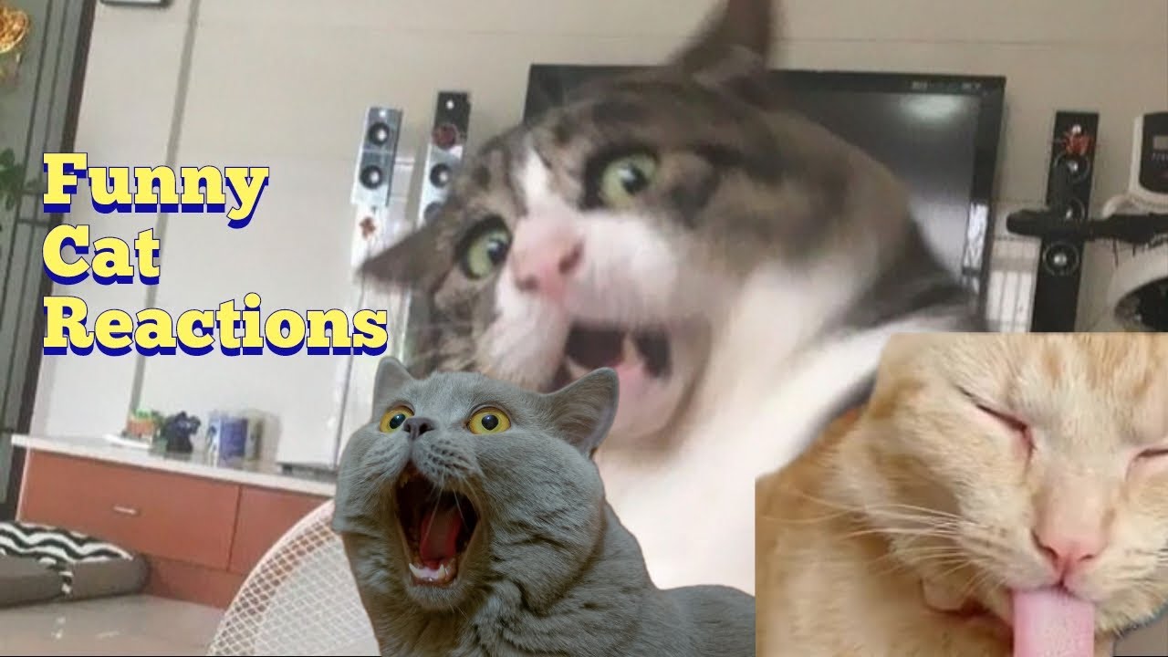 Very Funny Cat Reactions| Compilation #cat #cats #funny - YouTube