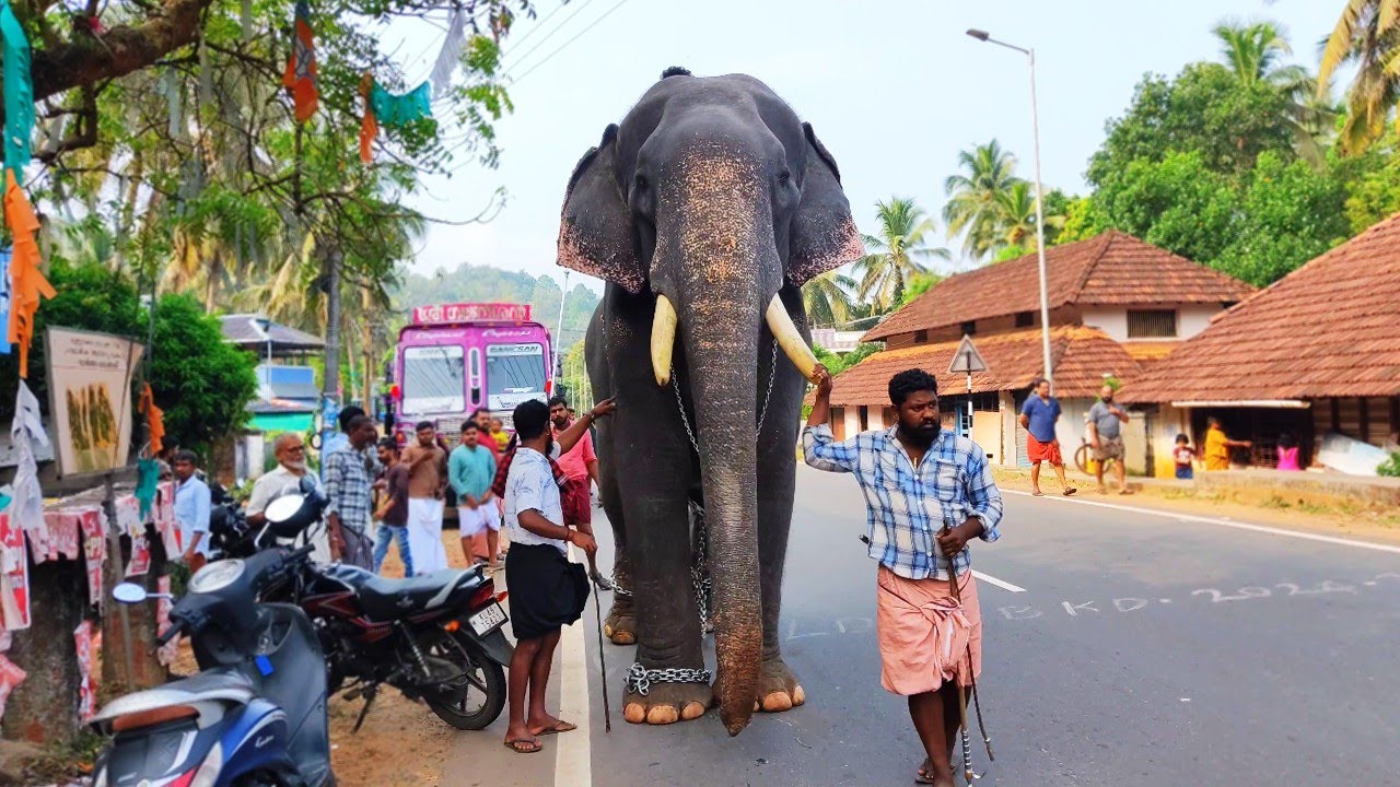 Chirakkal Sabarinath Entry | Chirakkal Sabarinath Today At Aattoor Niramala | Attoor Niramala ...